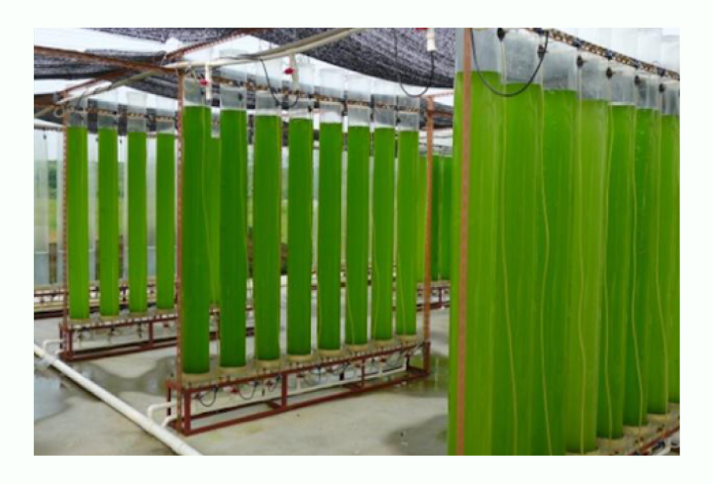 What We do - BIONEER ENERGY